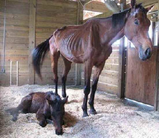 Equine (Horses, Ponies, Burros, etc.) - Horse Abuse - 08 - Animal ...