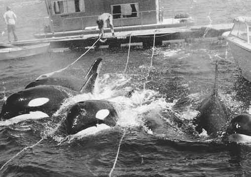 Orca Exploitation - Entertainment - 01 - Animal Exploitation Photo ...