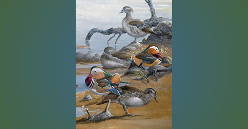 Mandarin Duck (Aix galericulata)