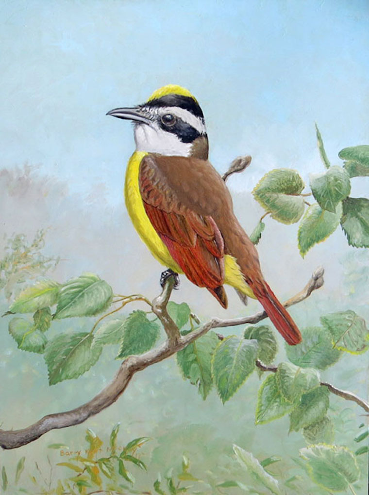 Great Kiskadee