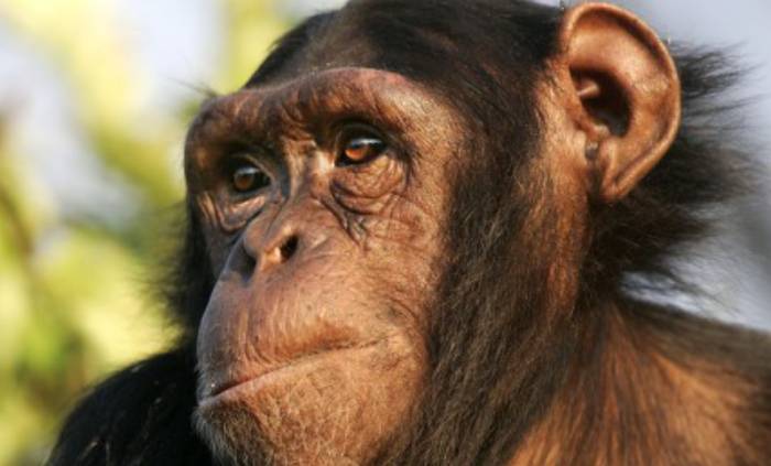 Why We All Must Care for Animals and the Environment - An Animal Rights ...