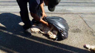 Kapparot With Chickens: On Ritual Slaughter and Human Greed: Animals ...