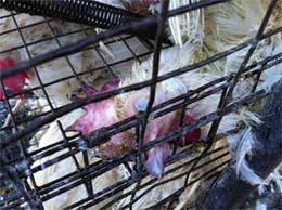 Weekly Newsletter - September 26, 2013: An All Creatures Animal Rights ...