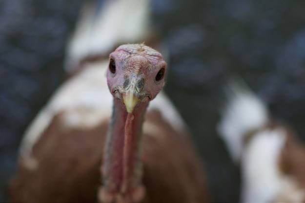 Turkey Talk: Christians and the Thanksgiving Meal - Animals: Tradition ...