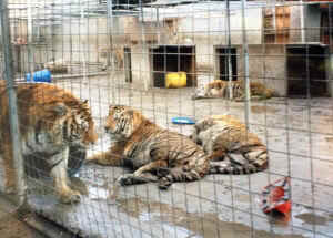 Ten Years Ago This Month, The Colton Tiger Story - The Largest Big Cat ...