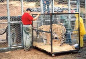 Ten Years Ago This Month, The Colton Tiger Story - The Largest Big Cat ...