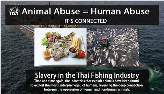 Animal Abuse = Human Abuse - An Animal Rights Article from all ...