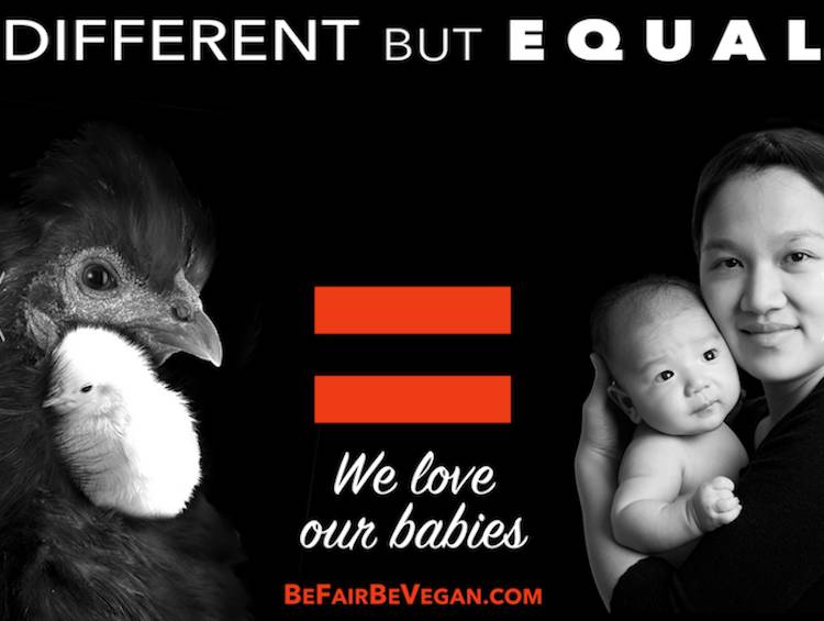 Different But Equal - An Animal Rights Article from all-creatures.org