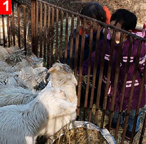 Animals torn to pieces by lions in front of baying crowds: the ...