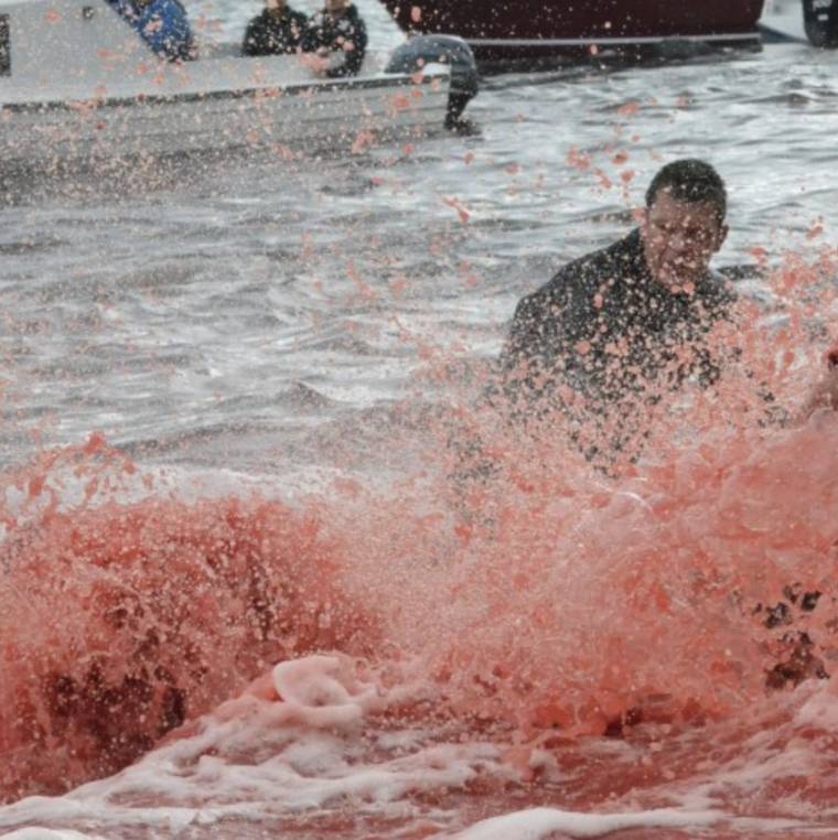 Annual whale slaughter began today in the Danish Faroe Islands