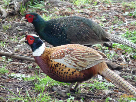 Bad Will Hunting - An Animal Rights Article from all-creatures.org