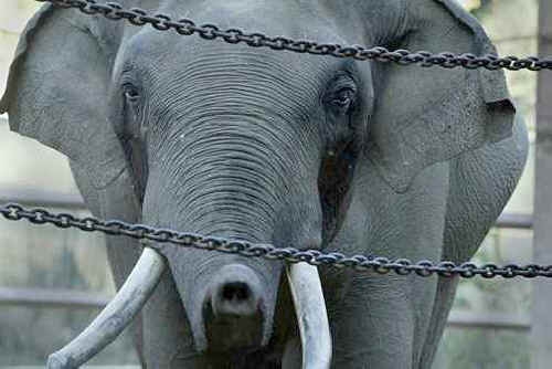 Billy the Elephant is Staying at the LA Zoo