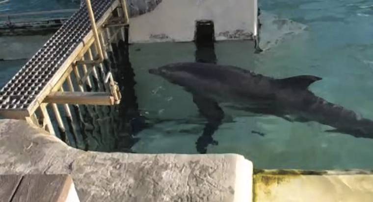 Dolphin Exploitation and Suffering at Seaworld Parks
