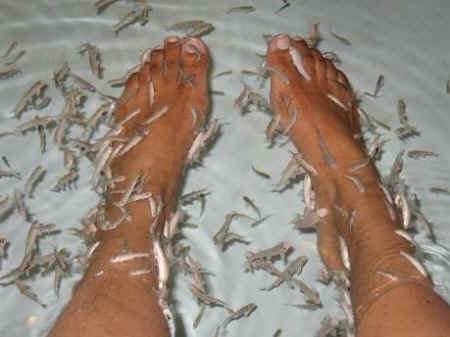 Fish 'Pedicures'...Really? - An Animal Rights Article from all ...