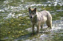 Lupophobia: Wolf Fear and Hatred - An Animal Rights Article from all ...