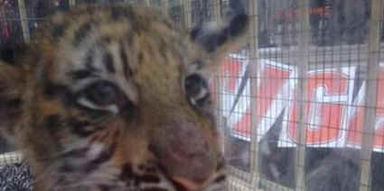 Cecil and Obie: owning animals, dead or alive - An Animal Rights ...