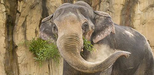 Remembering Packy the Elephant on World Zoothanasia Day, February 9