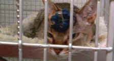 Posts Screwed into Cats' Skulls - An Animal Rights Article from all ...