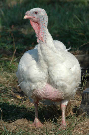 Tuesday Is Soylent Green Day Again - An Animal Rights Article from all ...