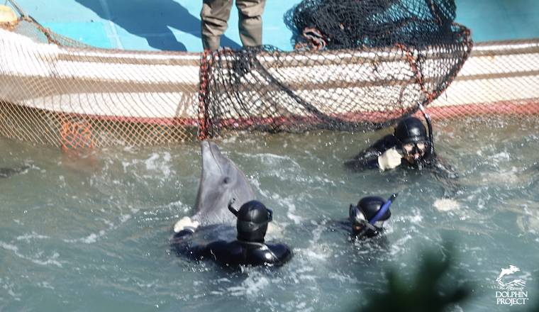 Season Ends for Taiji's 2019 Dolphin Hunts