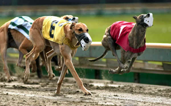 Greyhound Racing Injuries