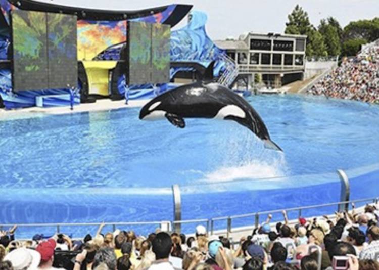 Introducing the Whale Sanctuary Project - An Animal Rights Article from ...