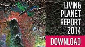 Half the World’s Wildlife Destroyed in the Last 40 Years - An Animal ...