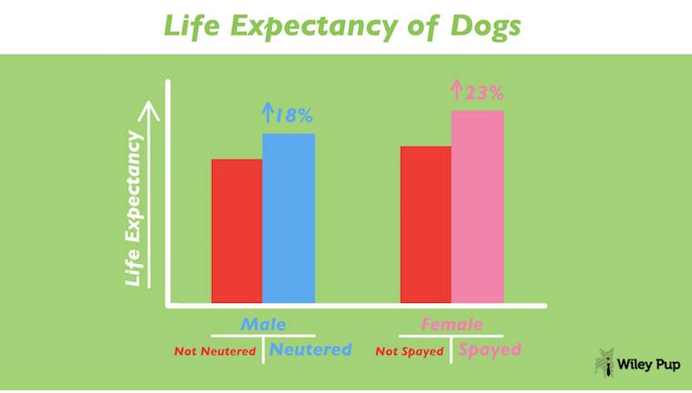 Spay and Neuter: The Unbelievable Importance | Incredible Facts and ...