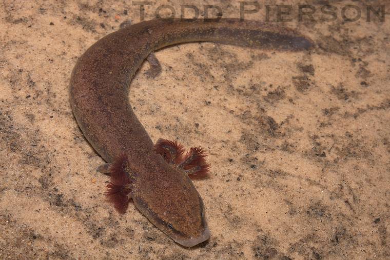 New Protections for Rare Salamander, 420 Miles of Habitat
