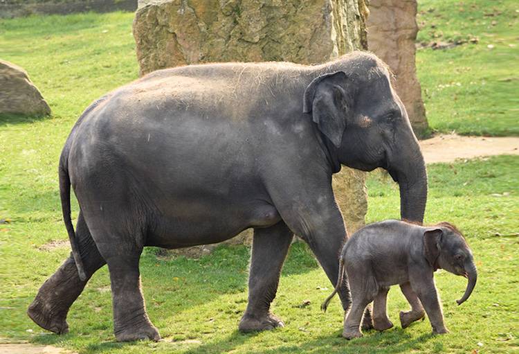 California Supreme Court Reverses Protections for Elephants Confined at ...