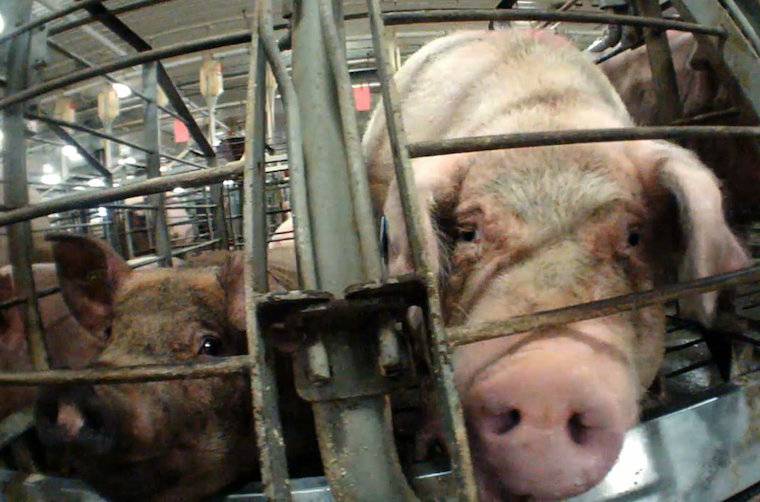 Female Pigs Are Dying From Prolapses Because We Breed Them to Death
