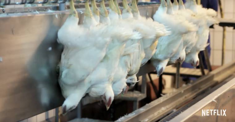 Netflix Show 'Rotten' Criticized For Overlooking Animal Victims Of Food ...