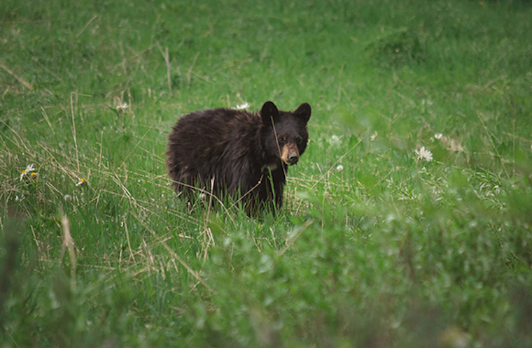 Bear Cubs Pay the Price for Short Sighted Spring Bear Hunts