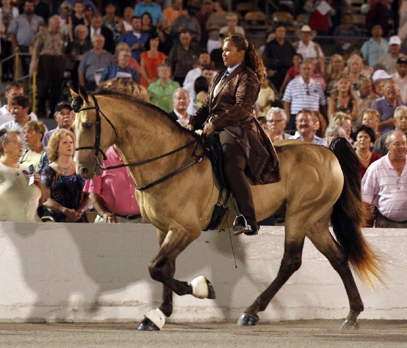 Horse Soring 2019 - Year in Review