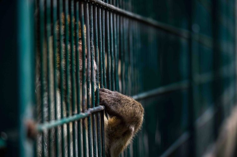 I Was a Journalist Who Reported on Captive Animals—Then I Became One