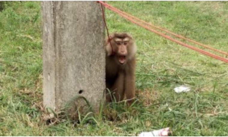 Monkeys Chained, Abused for Coconut Milk