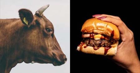 Can Eating Less Meat and Dairy Help Save Our Planet? All Signs Point to Yes