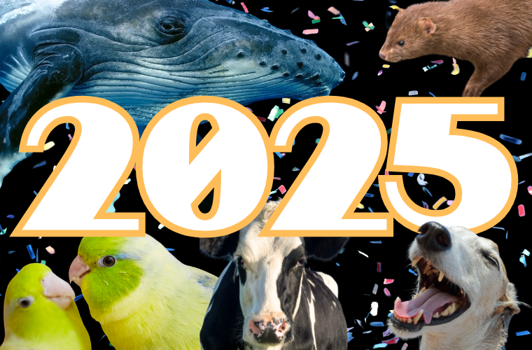 Some Good News and Victories for Animals in 2025