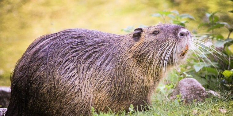 Beavers Win Legal 'Right to Remain' in England for First Time Ever