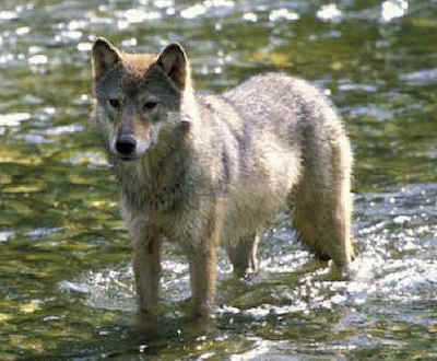 Gray Wolf Stripped of Federal Protections