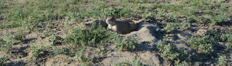 Massacre in Thunder Basin: Forest Service Seeks License to Kill Prairie ...