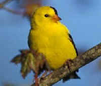 Other Bird Photos - Animals in the Wild: Wildlife Photography by Jim ...