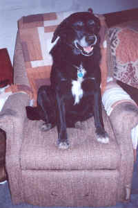 Domestic Dog Photos - Animals in the Wild: Wildlife Photography by Jim ...