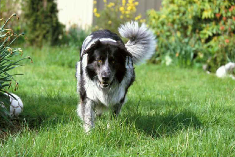 Domestic Dog Photos - Animals in the Wild: Wildlife Photography by Jim ...