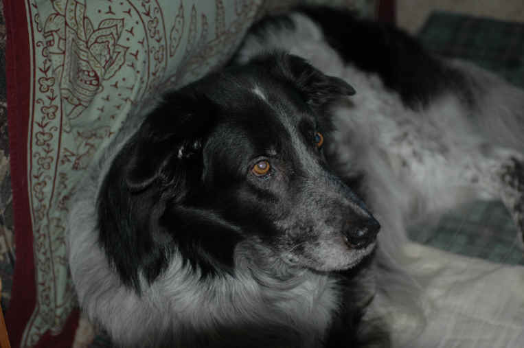 Domestic Dog Photos - Animals in the Wild: Wildlife Photography by Jim ...