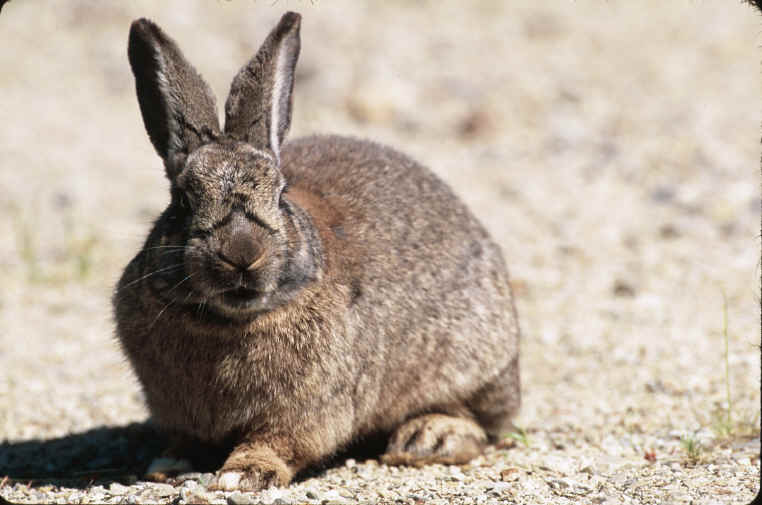 Domestic Rabbit Photos - Animals in the Wild: Wildlife Photography by ...