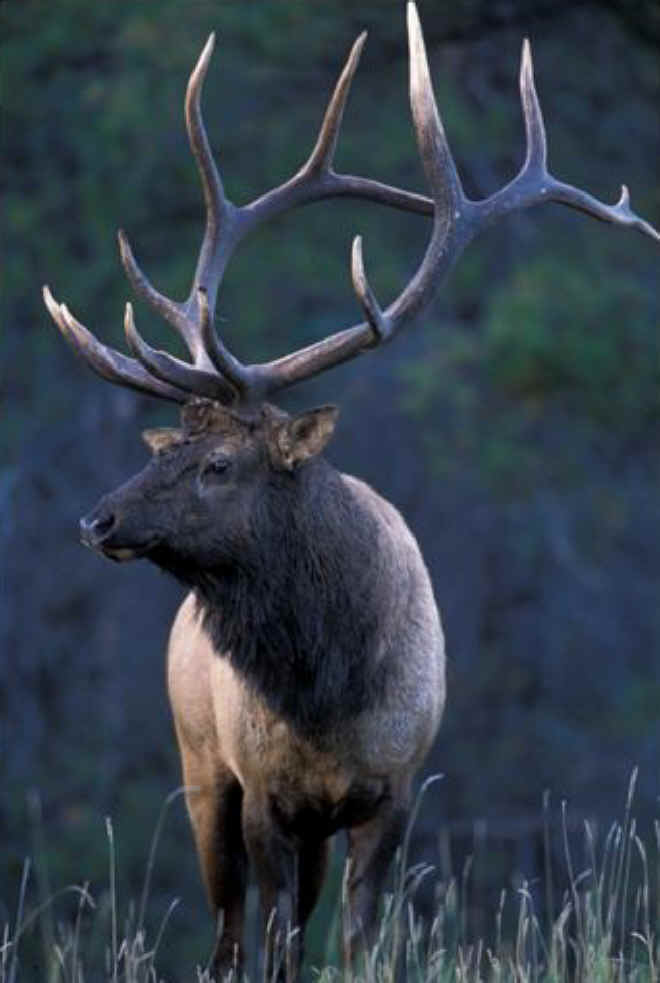 Elk Photos - Animals in the Wild: Wildlife Photography by Jim Robertson