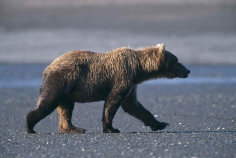 Grizzly Bear Photos - Animals in the Wild: Wildlife Photography by Jim ...