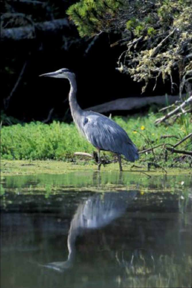 Great Blue Heron Photos - Animals in the Wild: Wildlife Photography by ...