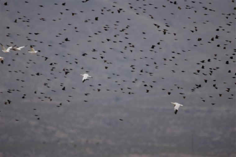 Other Bird Photos - Animals in the Wild: Wildlife Photography by Jim ...